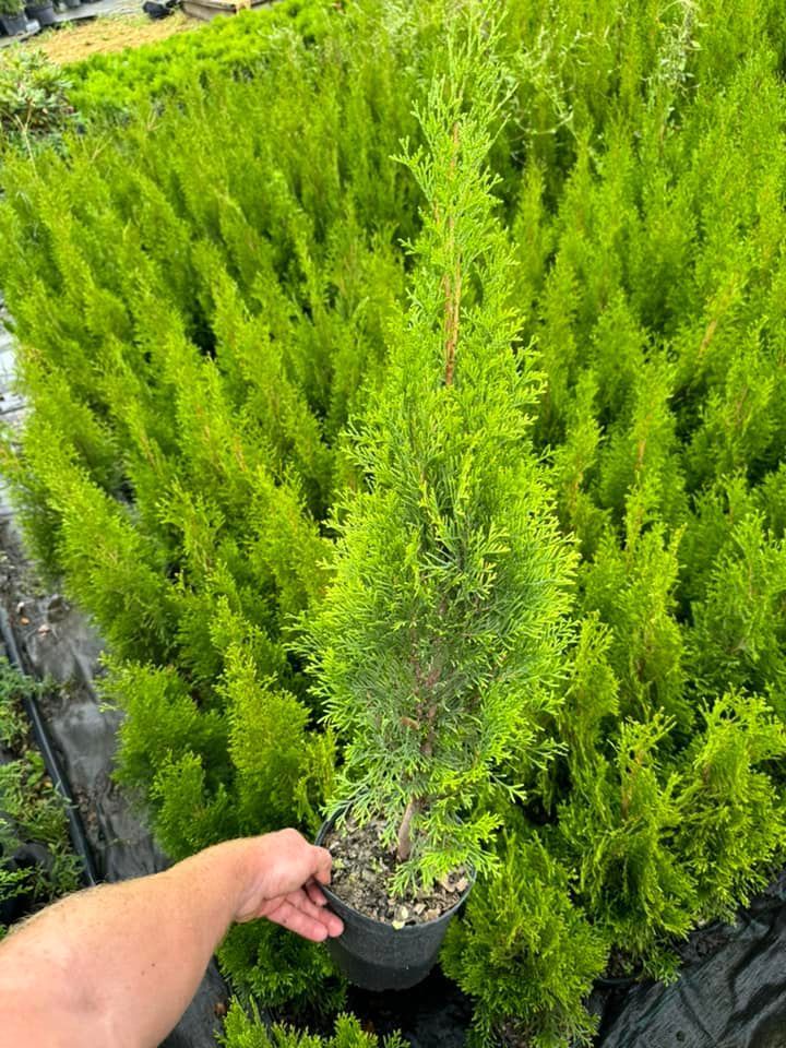 Valamir-Plant — декоративные растения, ландшафтный дизайн и озеленение
