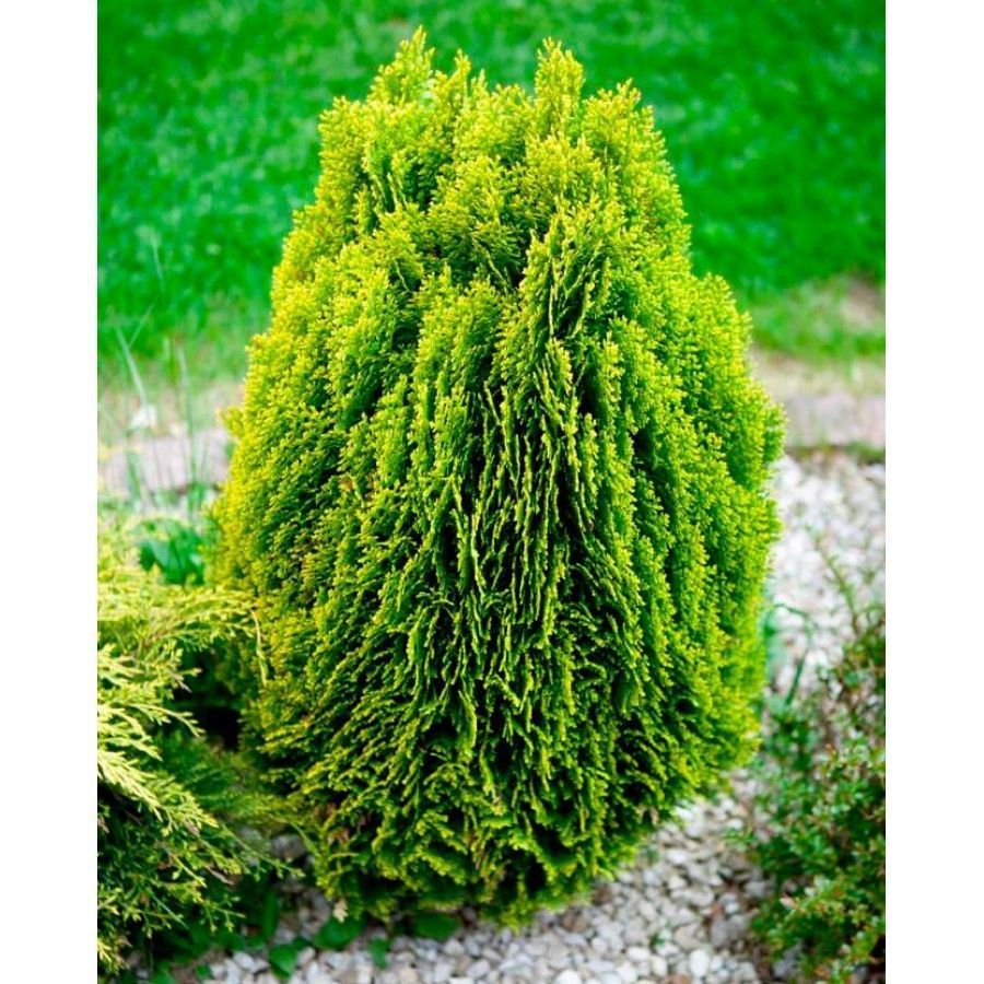 Cumpărați Aurea Nana 1003 din magazinul online Valamir-Plant