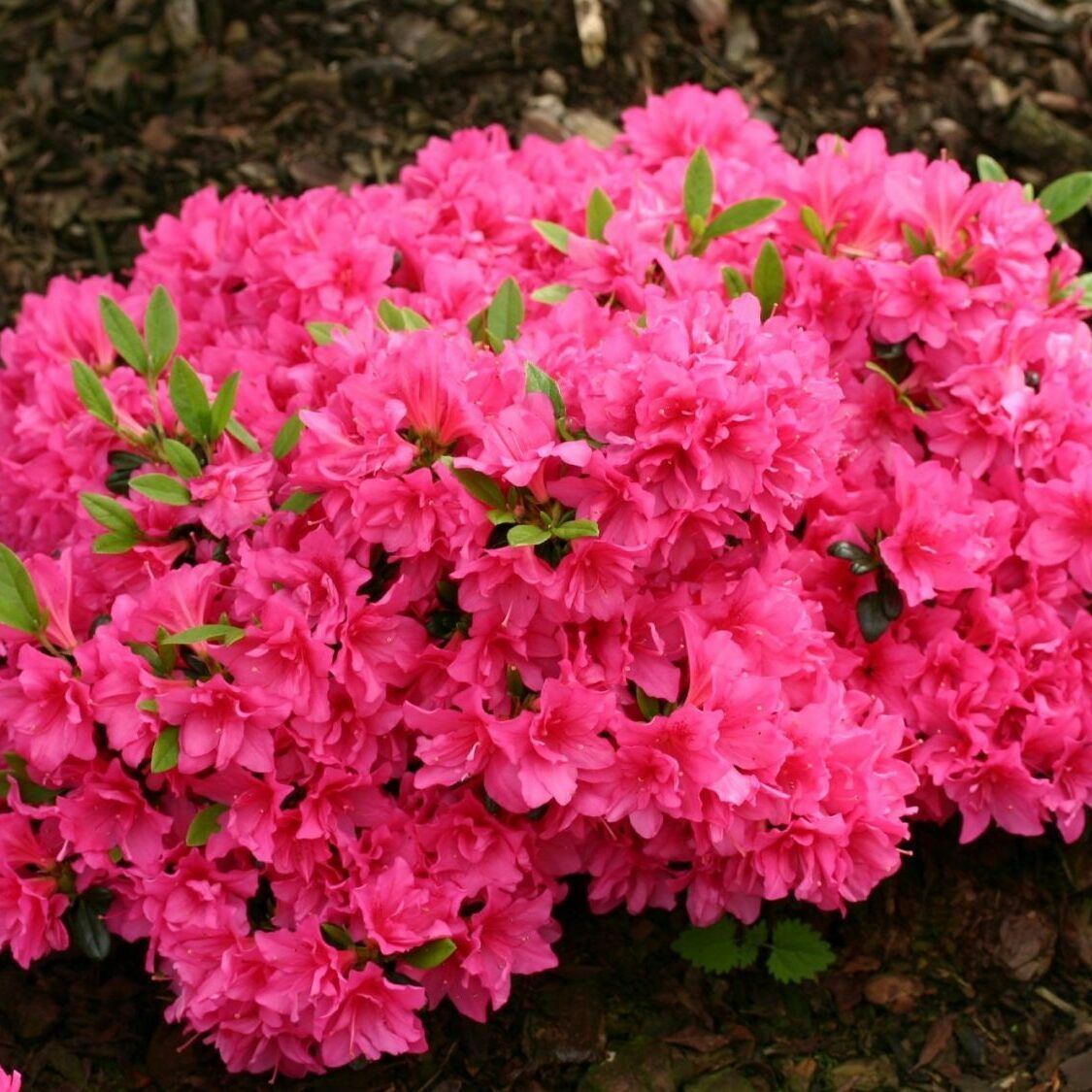 Plante cu Flori Rododendron — cumpărați din magazinul online Valamir-Plant