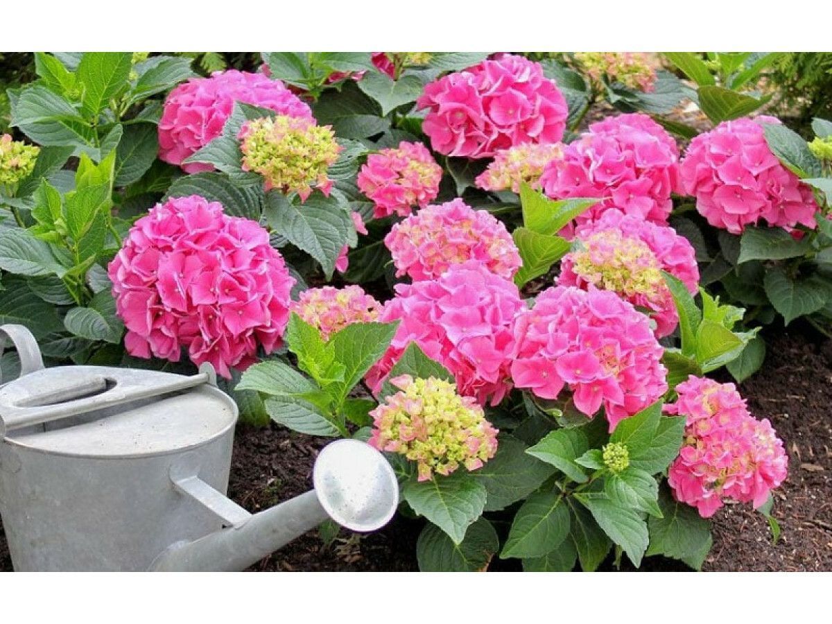 Hortenzii – Flori decorative pentru grădini în Moldova | Valamir Plant