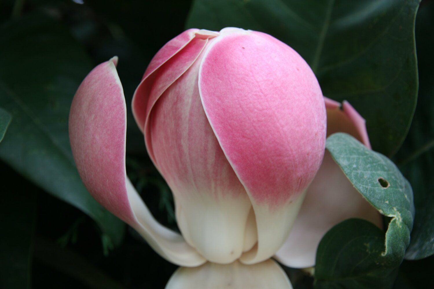 Magnolii – Flori decorative pentru grădină în Moldova | Valamir Plant