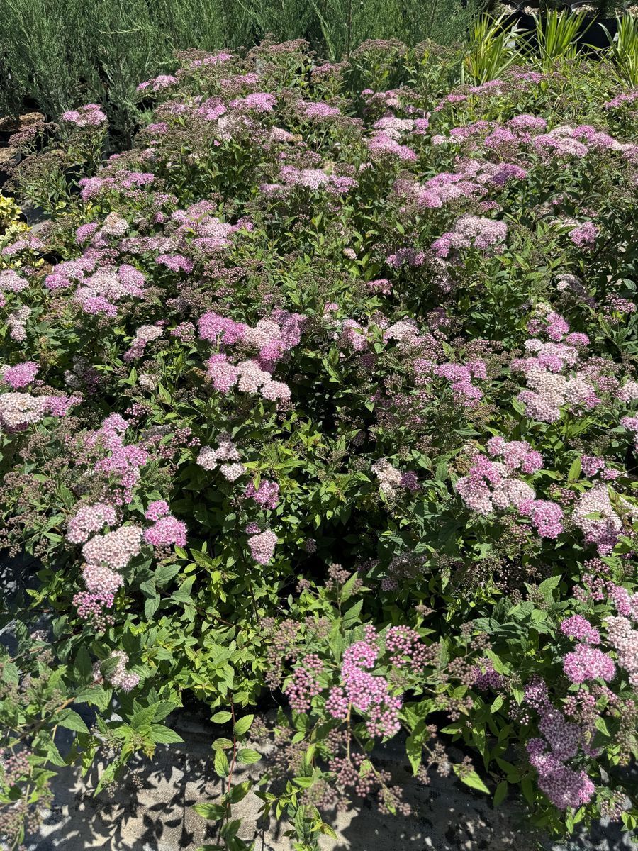 Cumpărați Spirea japonica 1011 din magazinul online Valamir-Plant