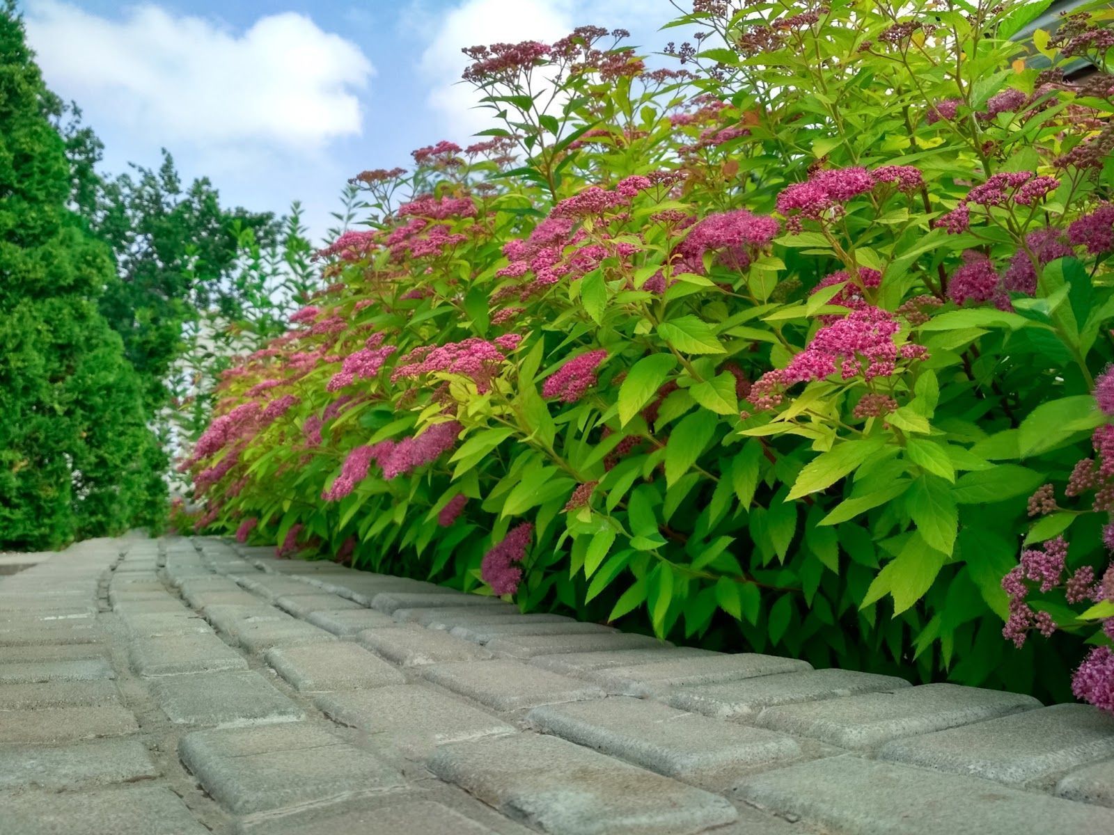 Cumpărați Spirea japonica 1011 din magazinul online Valamir-Plant