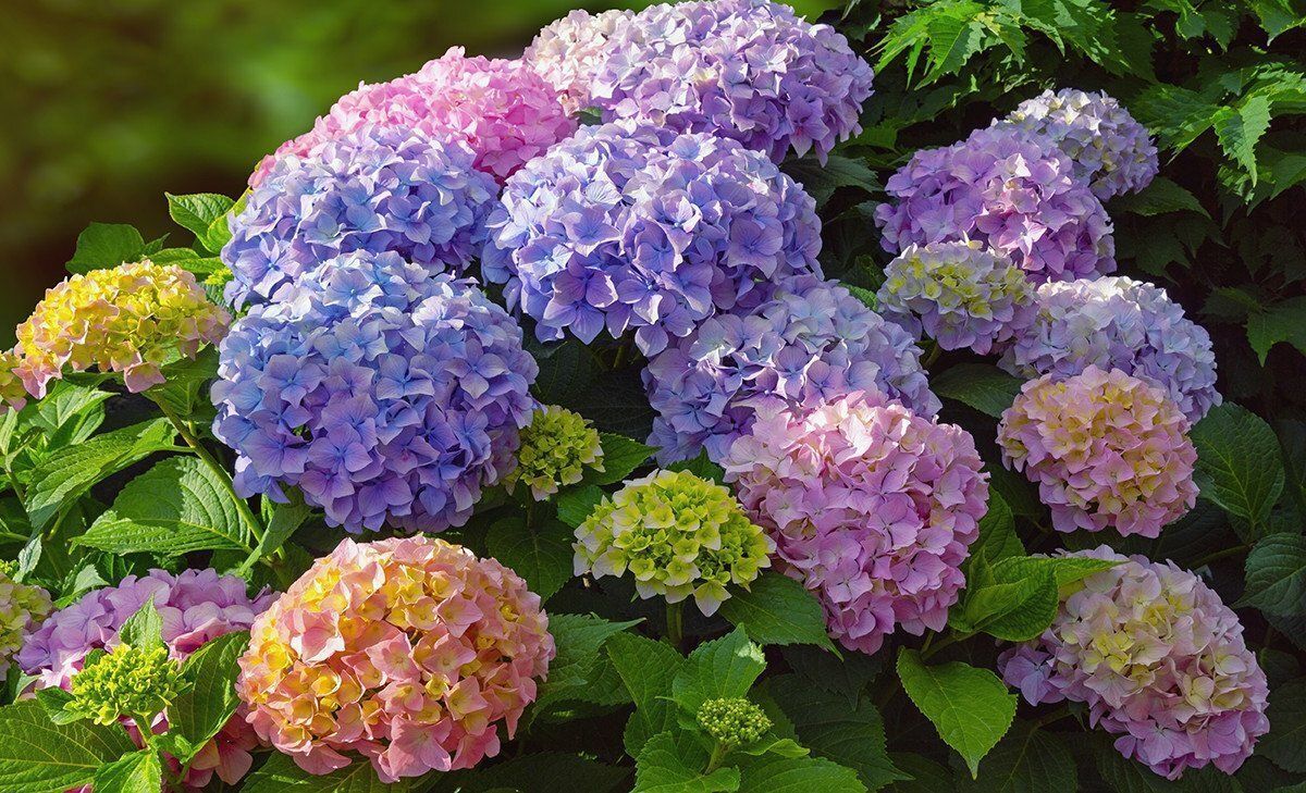 Plante cu flori – Flori și arbuști pentru grădini în Moldova | Valamir ...