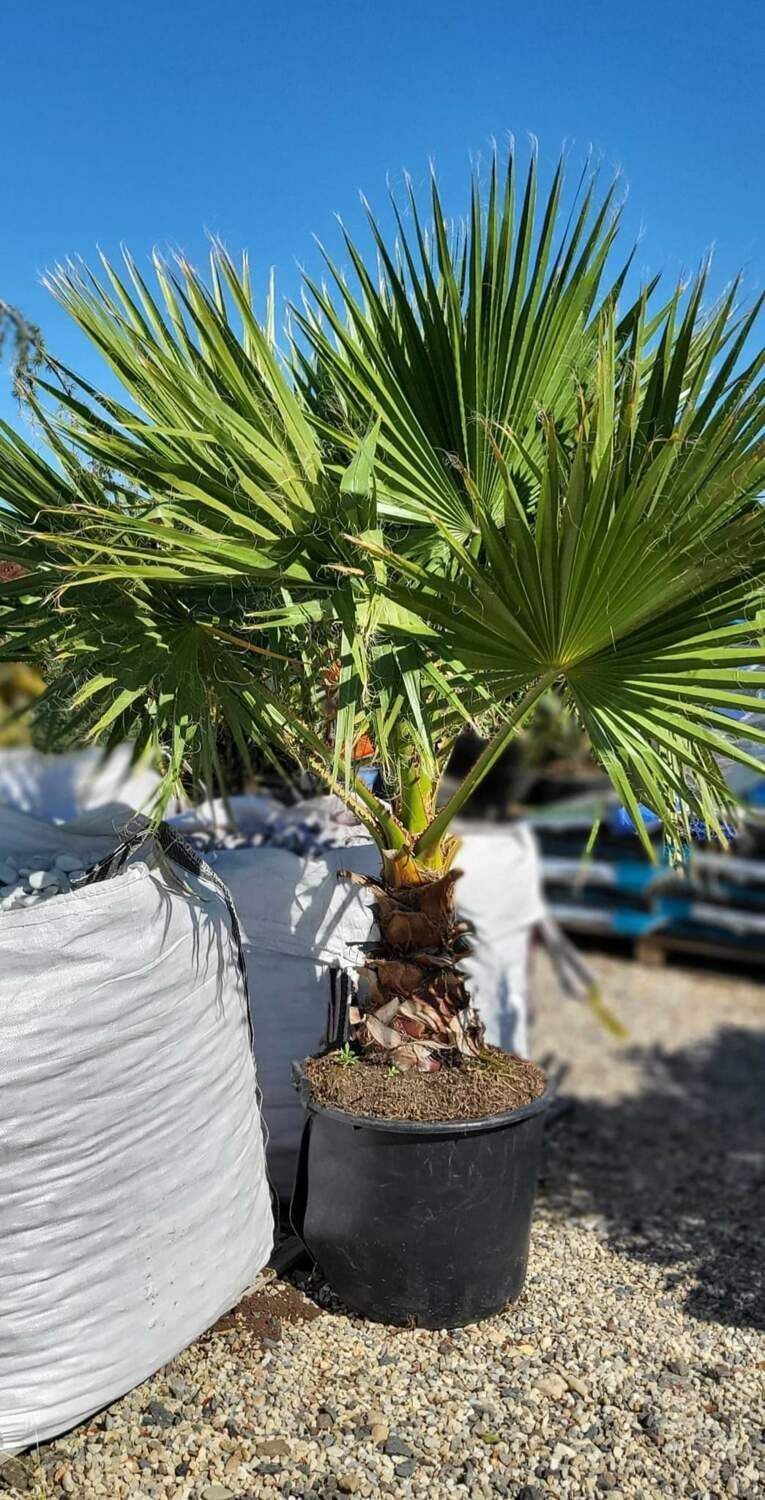 Palmieri și plante exotice – Vânzare și preț în Moldova | Valamir Plant
